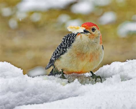 Red Headed Male Downy Woodpecker Stock Image Image Of Male Card