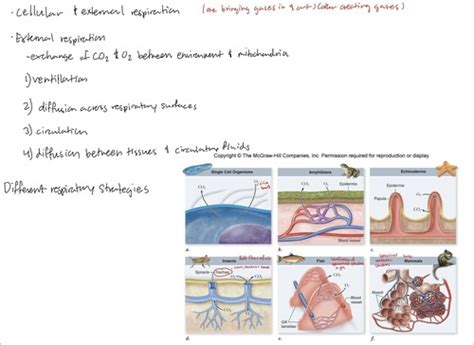 Lecture 15 Flashcards Quizlet