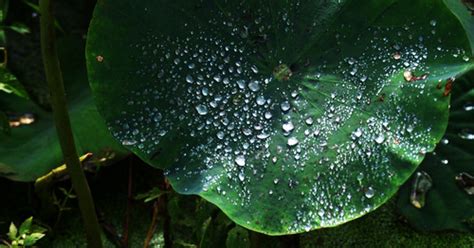 보석같은 물방울