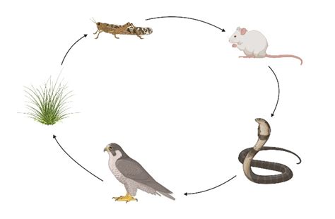 Grassland Ecosystem Food Chain Examples Unit 4 Survival Of The