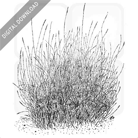 Stock Art Illustration Of Big Galleta Grass