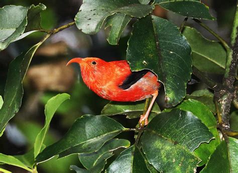 15 Things To Do In Hawaii Volcanoes Np