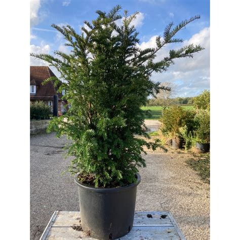 Yew Hedge Spacing