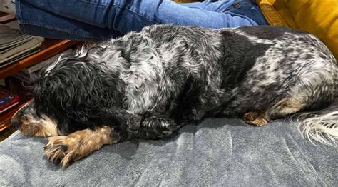 Izzy Sa4508 Reserved Cocker York Yorkshire England Spaniel Aid Cio