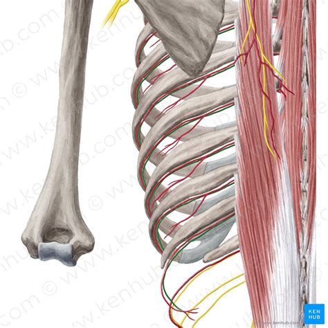 Musculus Cremaster Anatomie Funktion And Klinik Kenhub