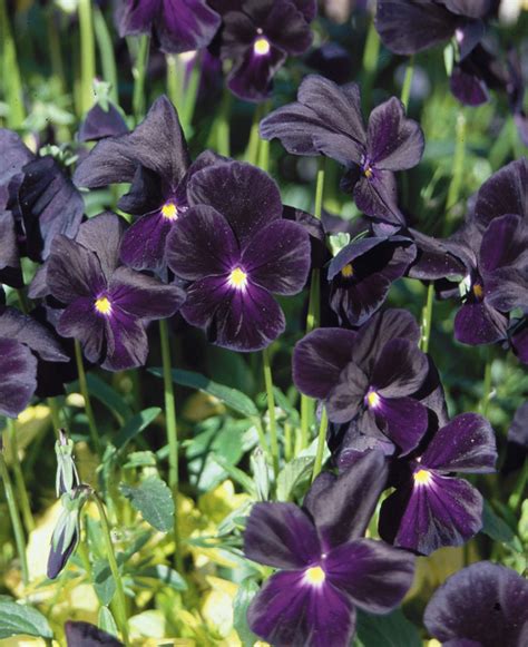 Prettiest Perennial Viola Collection Hayloft