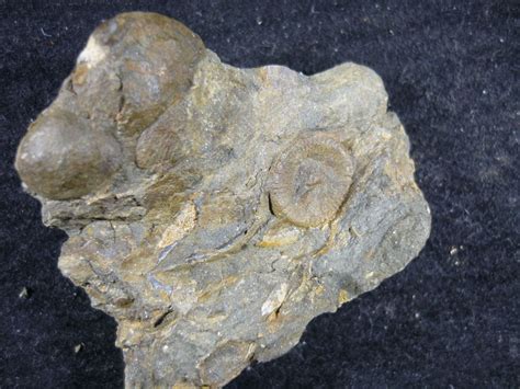 Ctenocrinus Sp Bronn 1840 Member Collections The Fossil Forum Ctenocrinus Sp Bronn 1840 Member Collections The Fossil Forum