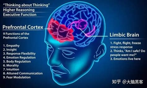 前额叶的功能是什么？ 知乎