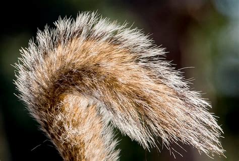 Premium Photo Close Up Of Squirrel Tail