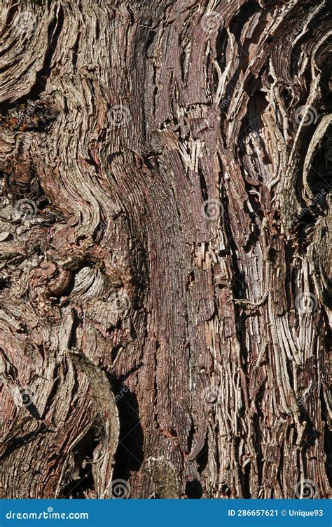 Wood Texture Of A Vine Stock Stock Image Image Of Wood Vineyard