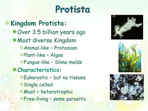 Ppt Unit 10 Classification And Taxonomy Protista And Fungi Notes 3 Powerpoint Presentation Id