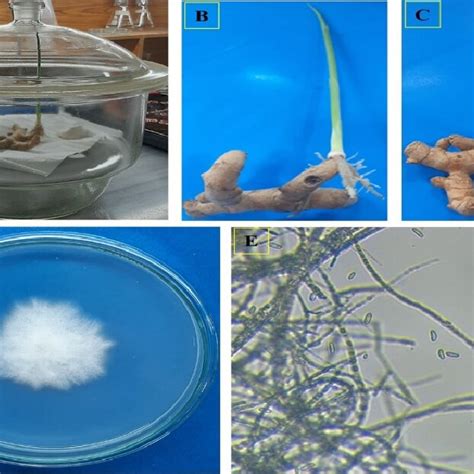 Pathogenicity Test In In Vitro Condition A Experiment Set Up In
