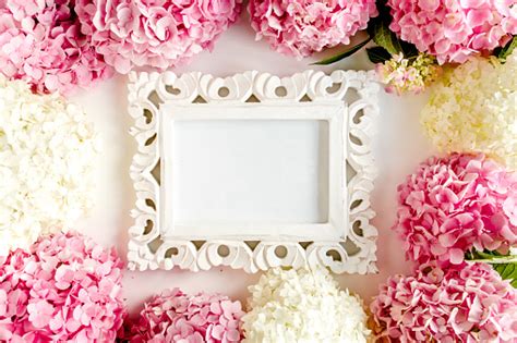 흰색 배경에 분홍색 수국 꽃으로 장식 된 새겨진 흰색 프레임 플로럴 컨셉 플랫 레이 상단 보기 0명에 대한 스톡 사진 및 기타 이미지 Istock