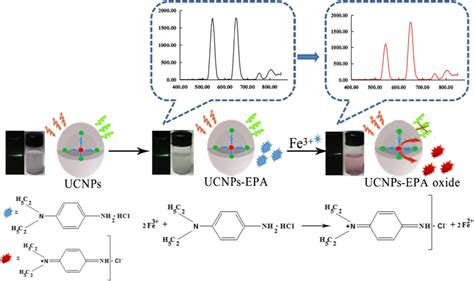 Schematic Illustration Of The Processof Using Ucnp Epa Mixed System To Download Scientific