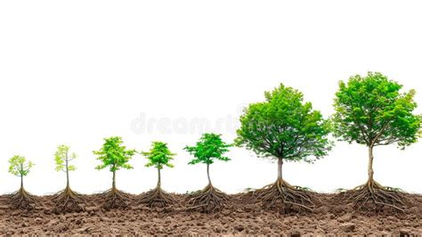 Stages Of Tree Development From Sapling To Full Growth Stock Image Image Of Design Data
