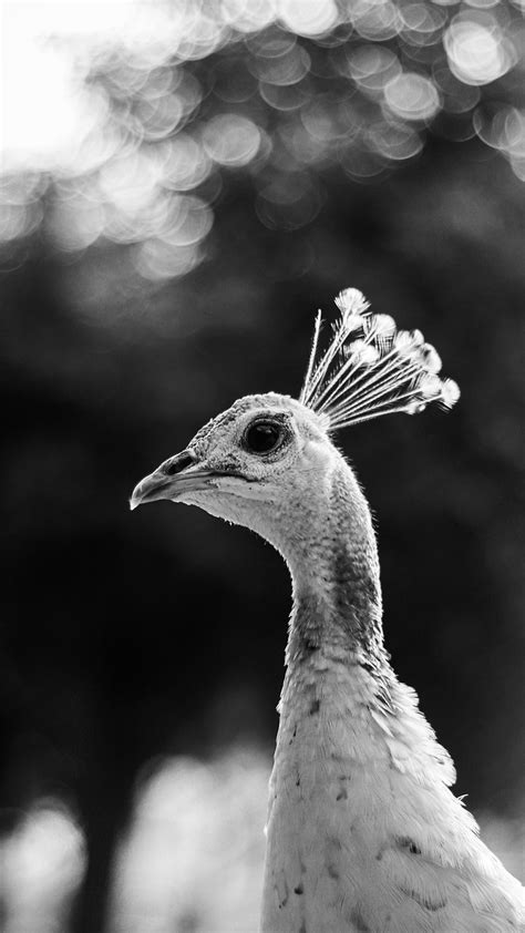 10 000 Free Grayscale Images Background Image Images Pixabay
