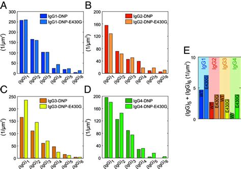 Complement Activation By Igg Subclasses Is Governed By Their Ability To Oligomerize Upon Antigen