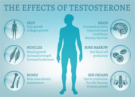Exercise And Testosterone What Is The Connection