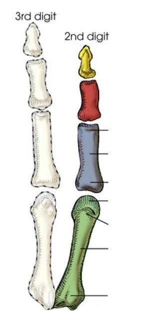 Digits Phalanges And Metacarpals Diagram Quizlet