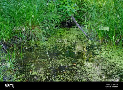 Green Swamp With Algae Grass Trees And Plants In The Wilderness