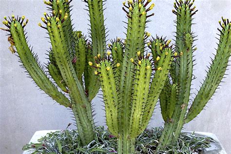 Euphorbia Cactus Types