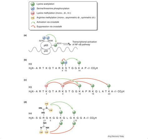 Examples Of Various Post Translational Modifications Ptms And Their Download Scientific