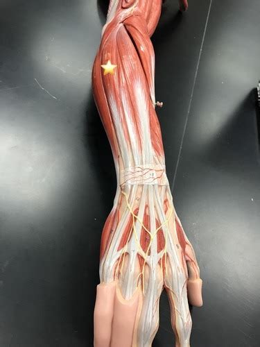 Csn Biol 223 Lab 6 Muscles That Move The Fingers And Hand Flashcards
