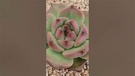 알리다육다육이 다육식물 다육화분 다육화분 다육 다육이키우기 다육이금 다육수입succulents다육창 Youtube