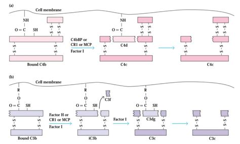 Biological Consequences Of Complement Activation Biology Notes Online