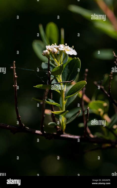 A Vertical Shot Of A Spiraea Hypericifolia Flower With Its Stem Stock