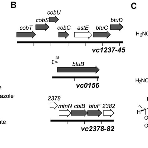 Corrinoid Biosynthesis And Uptake Genes And Cobamide Structures A Download Scientific Diagram