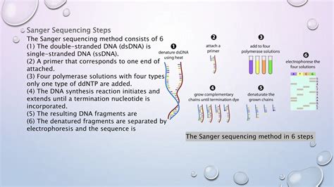 Gene Sequencing Maxam Gilbert Sequencing Sanger Sequencing Pptx