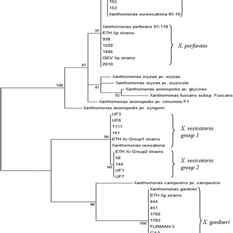 Condensed Maximum Likelihood Phylogenetic Tree With Bootstrap Values