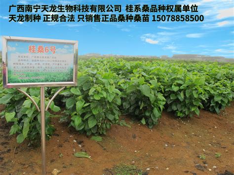 种桑养蚕致富路的第一步学习广西桑种育苗技术桑苗繁育并不难 桑子 土壤 种子
