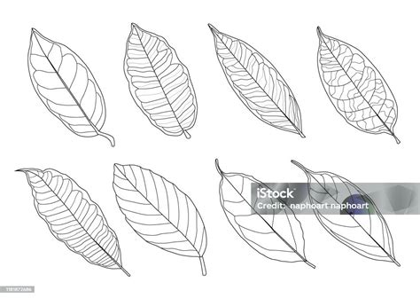잎 선 단일 잎과 잎 패턴 검은 색흰색 배경 일러스트 벡터에 색상 장식에 가져 개념에 대한 스톡 벡터 아트 및 기타 이미지 개념 검은색 계획 Istock