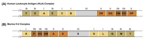 Mhc Genes H 2 Complex And Hla Complex Biology Notes Online