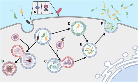 Frontiers Paradigms Of Protist Bacteria Symbioses Affecting Human Health Acanthamoeba Species