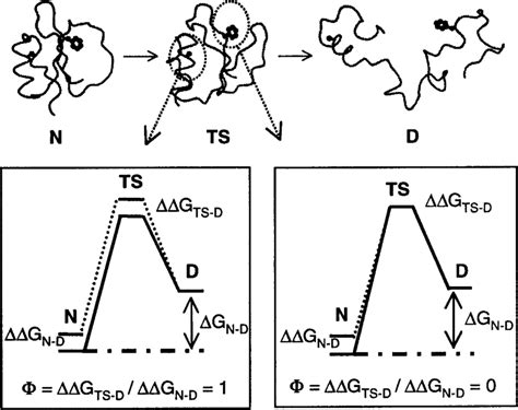 Schematic Representation Of The Protein Engineering Approach And How