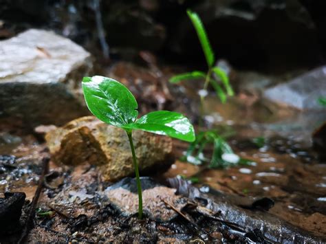 ศูนย์ศึกษาการพัฒนาอ่าวคุ้งกระเบนอันเนื่องมาจากพระราชดำริ