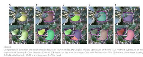 Figure 1 From Apple Detection And Instance Segmentation In Natural Environments Using An