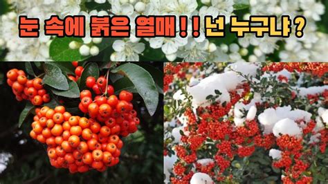 눈 속에 붉은 열매 넌 누구냐 Youtube