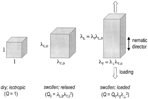 Figure 1 From Loading Effect On Swelling Of Nematic Elastomers Semantic Scholar