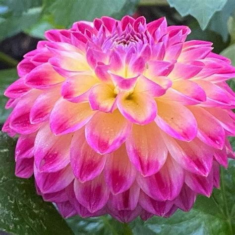 Георгин Хапет Дейдрим - Dahlia HAPET DAYDREAM #георгины #георгин # ...