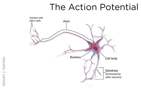 Action Potential Ionic Basis And Conduction