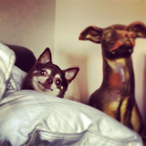 Coco Creeping Up On Lulu