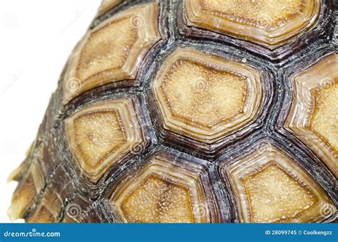 Turtle Carapace Background Shell Texture Royalty Free Stock Image 65560714