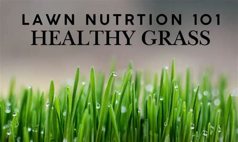 Lawn Nutrition 101 Essential Nutrients For Healthy Grass Pestrol