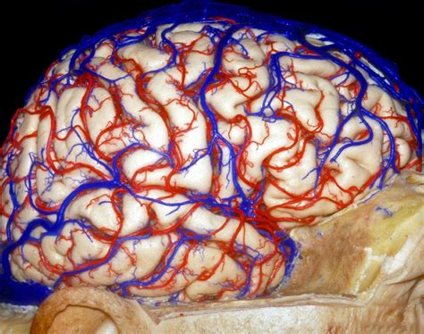 Cerebral Convexity Landmarks Neuroanatomy The Neurosurgical Atlas Cerebral Convexity Landmarks Neuroanatomy The Neurosurgical Atlas