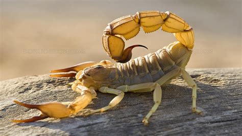 10 ყველაზე საშიში მორიელი მსოფლიოში Youtube