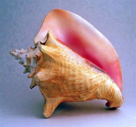 Fileconch Shell 2 Wikipedia